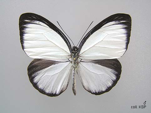 Papua Insects Foundation (Lepidoptera/Pieridae/Pierinae(Pareronia chinki)